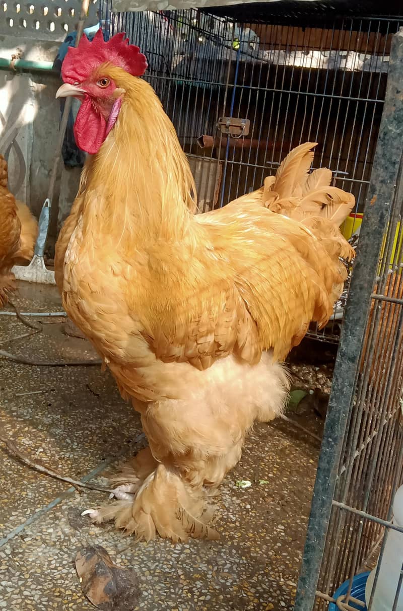 Golden Heavy Buff Chicks 0332-4153261 - Hens - 1108298044