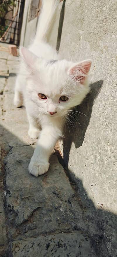 urgent sale sambhali nhi ja Rahi 2 females hain - Cats - 1108300126