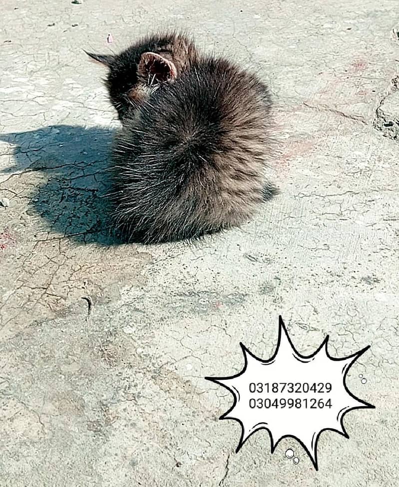 Persian female kitten - Cats - 1108304439