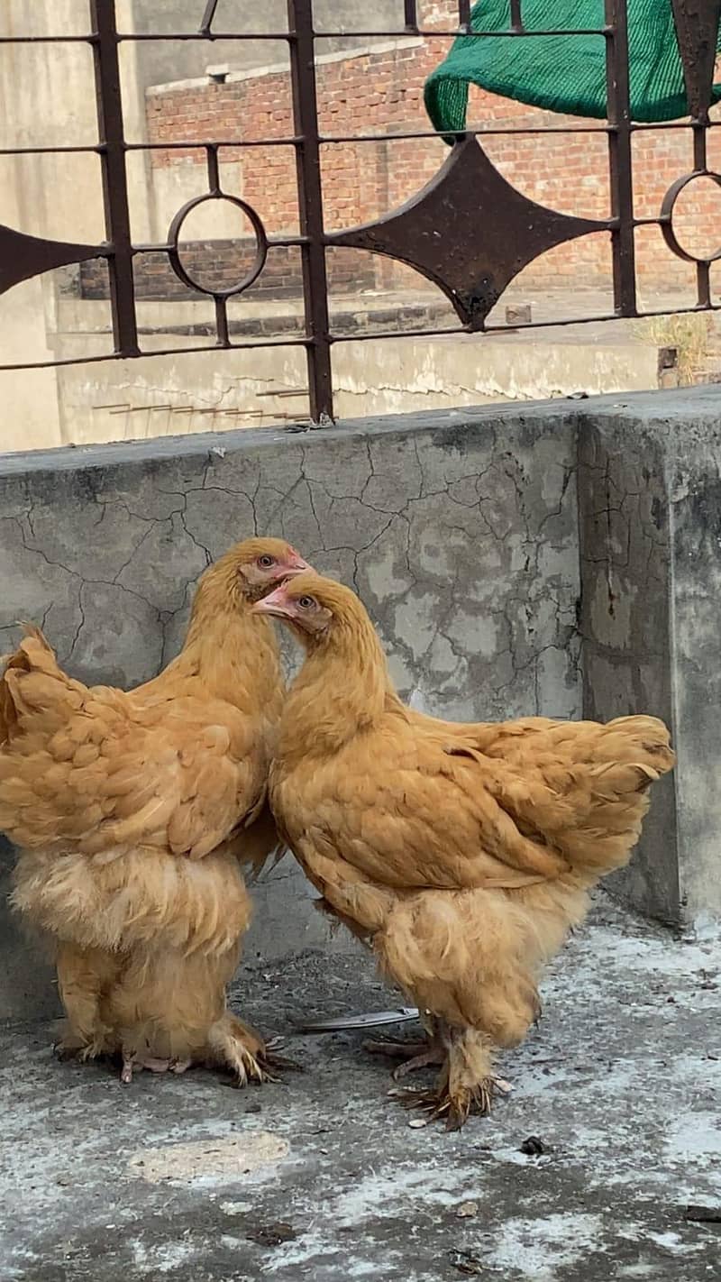 Golden Heavy Buff Females 03204143422 - Hens - 1108305797