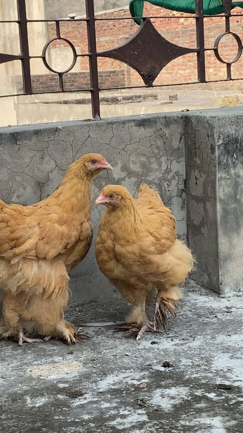 Golden Heavy Buff Females 03204143422 - Hens - 1108305797