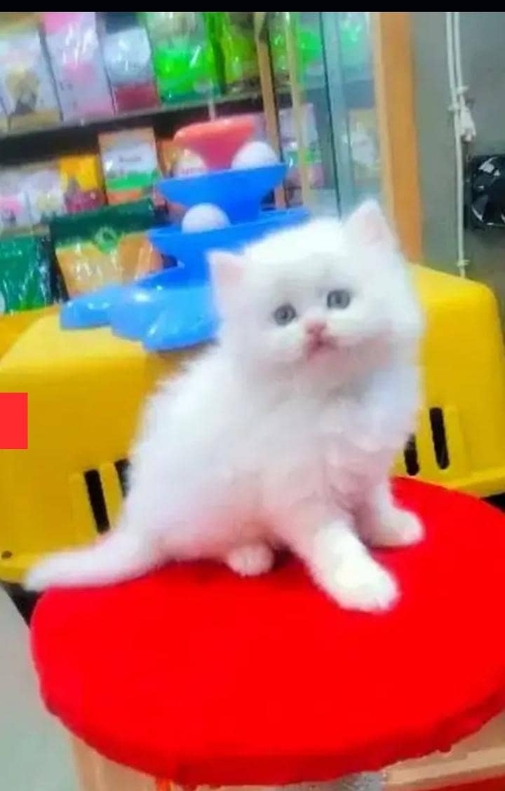 Persian | Persian Cat | Punch Face Persian 03290364327 - Cats - 1108309649