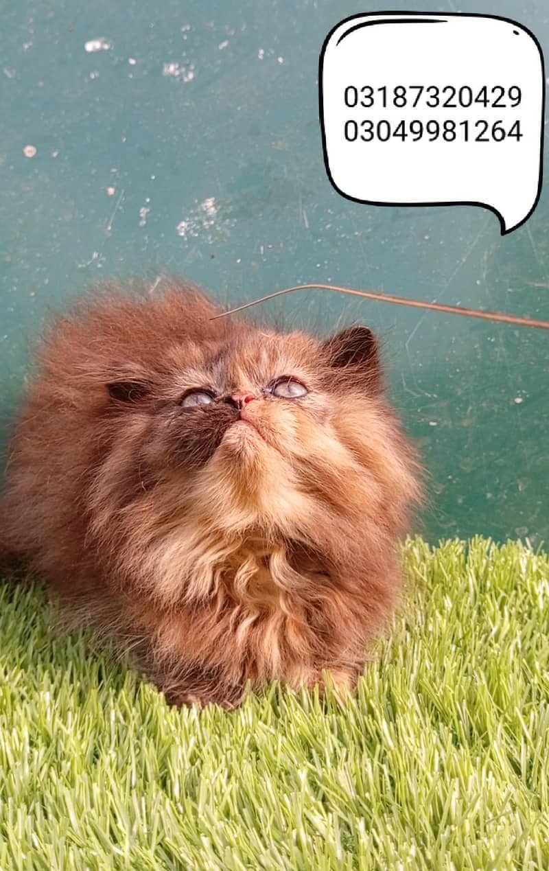 Persian female kitten Extreme punch Face peke/piki parent CFA peki ...