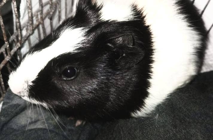 Guinea exchange with other animals is possible - Rabbits - 1108316611