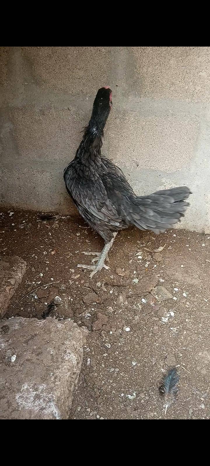 Japanese pakoye female - Hens - 1108327808