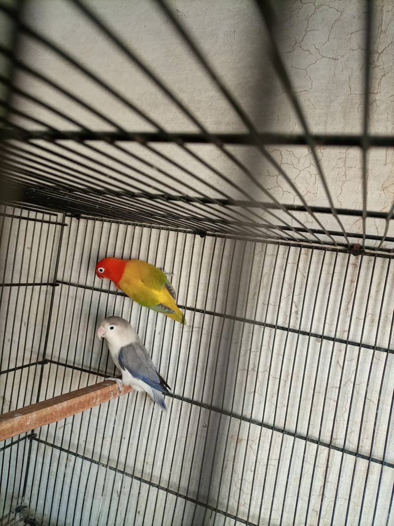 Quality Green Euwing Dilute Opline X Blue Fisher split Dilute Opline - Parrots - 1108330375