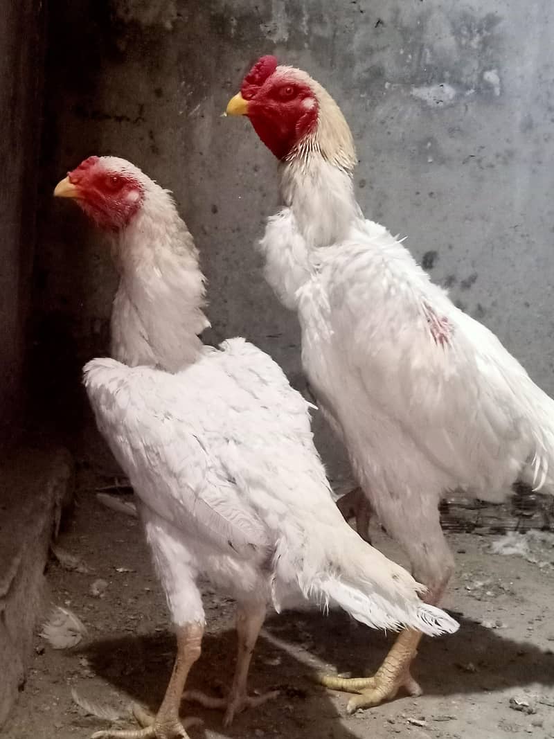 white shamo - Hens - 1108341152