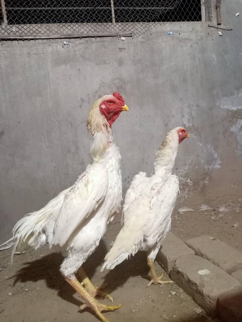 white shamo - Hens - 1108341152