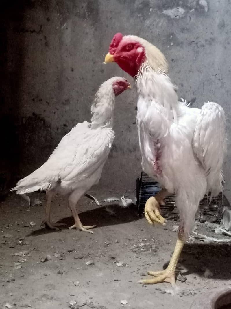 white shamo - Hens - 1108341152