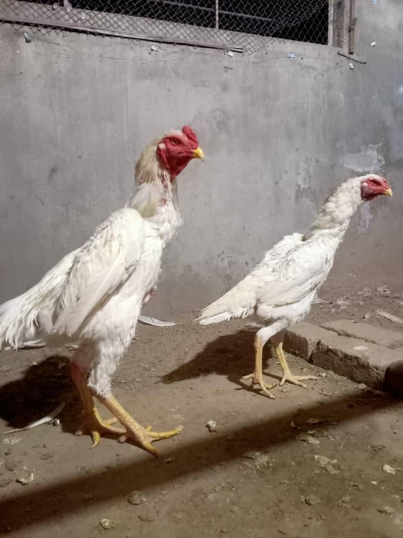 white shamo - Hens - 1108341152