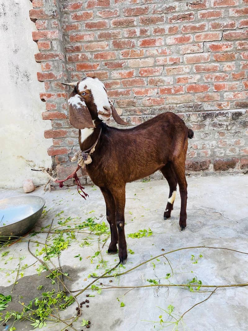 Female goat - Goats - 1108343053