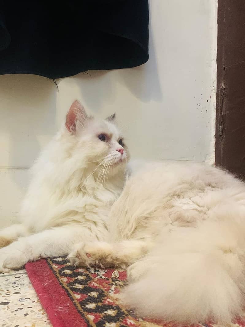 Ragdoll female - Cats - 1108349872