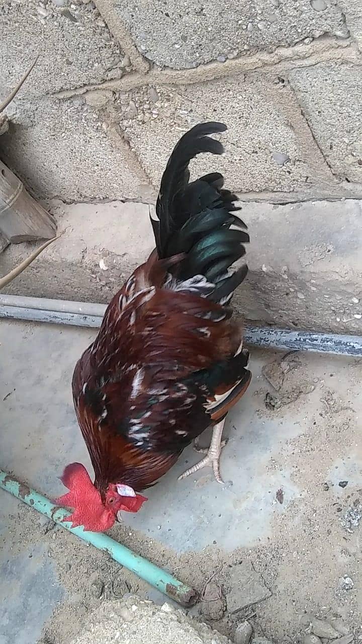 Desi Murgha Murghi Pair For Sell - Hens - 1108353062