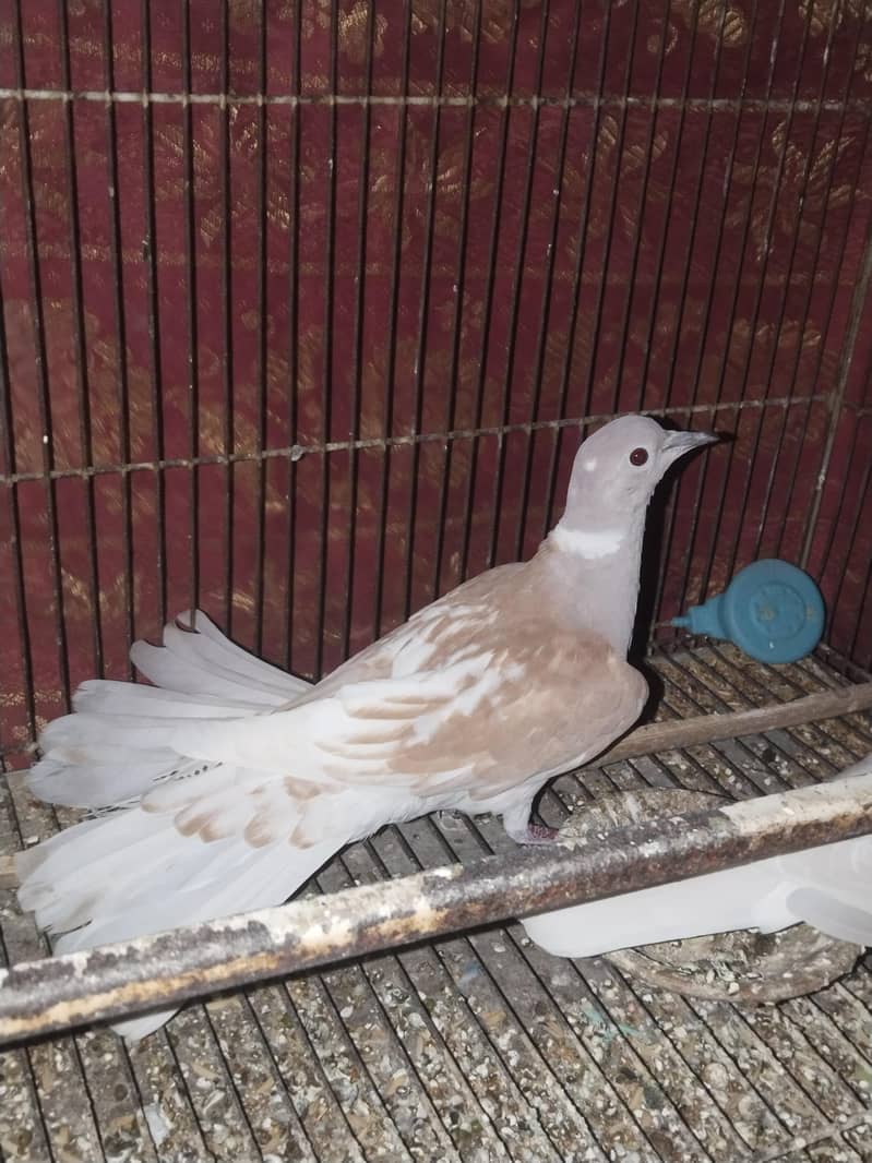Dove (khumray) and Australian parrot for sale - Parrots - 1108354172
