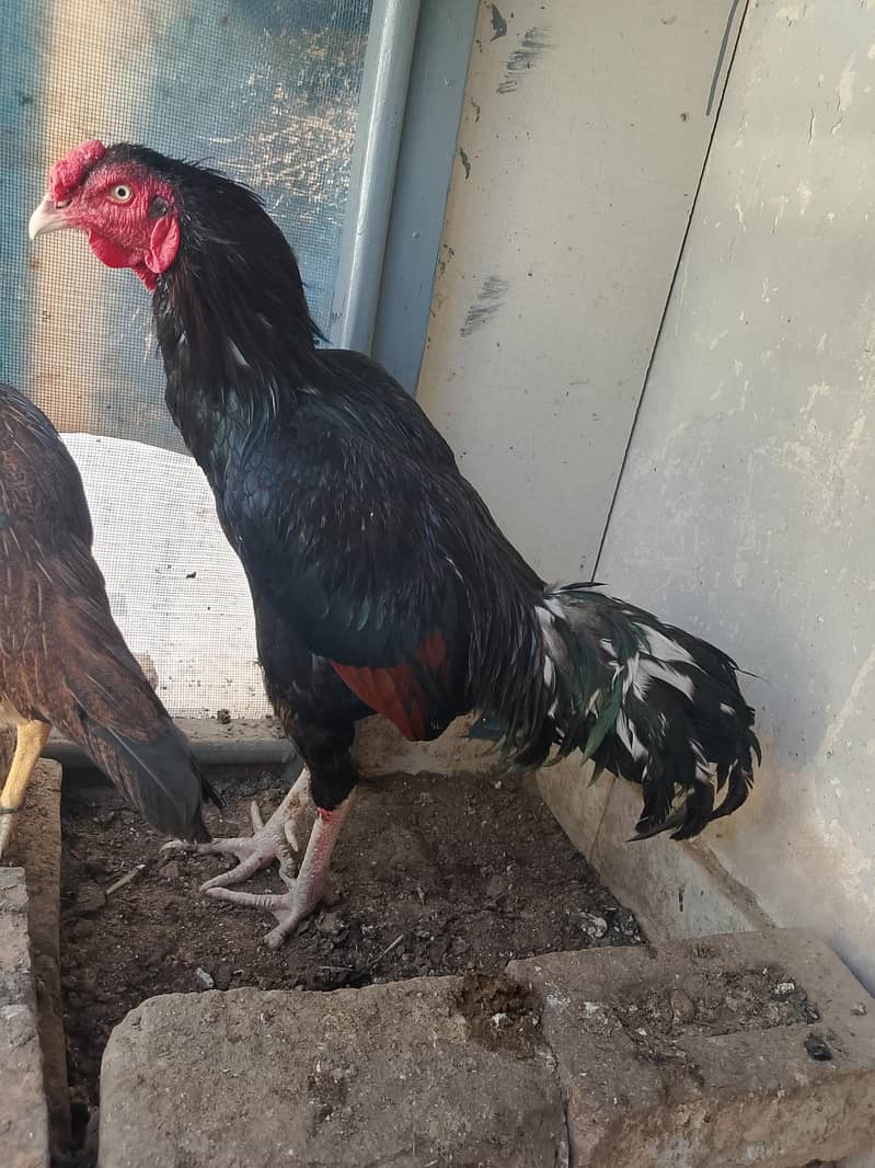 1 Aseel murga 2 aseel murgi hain 1 misri murga hai - Hens - 1108181321