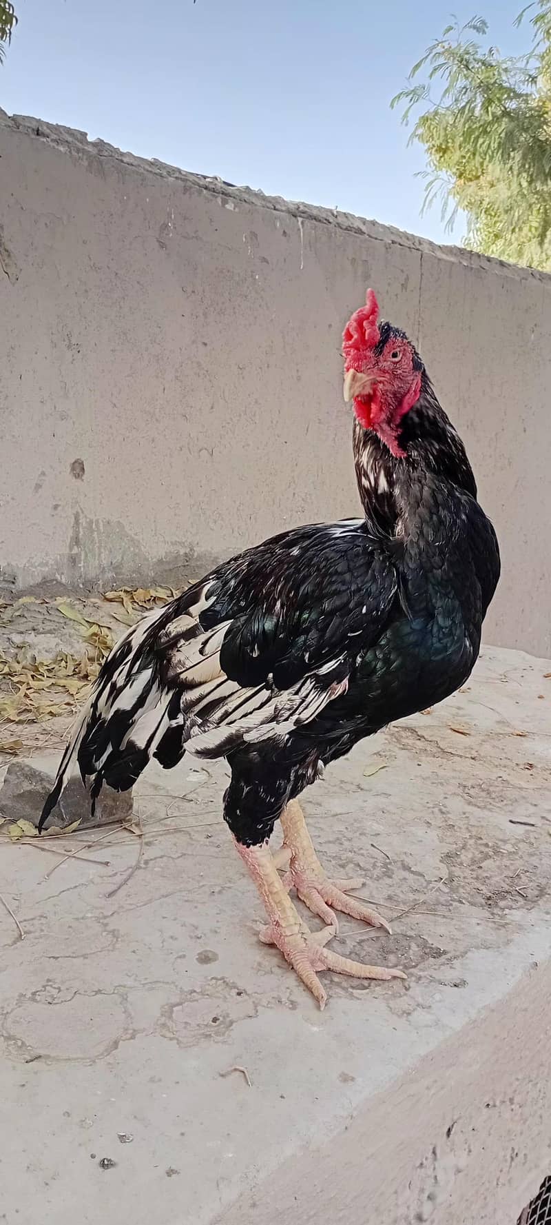 lassani aseel male/murga grantee - Hens - 1107301064