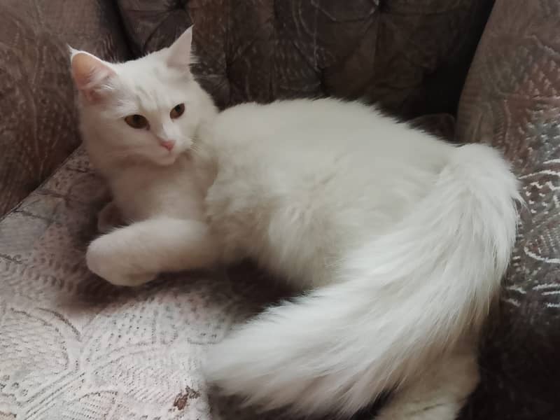 Turkish Angora White Cat/Turkish Female Cat - Cats - 1108372031