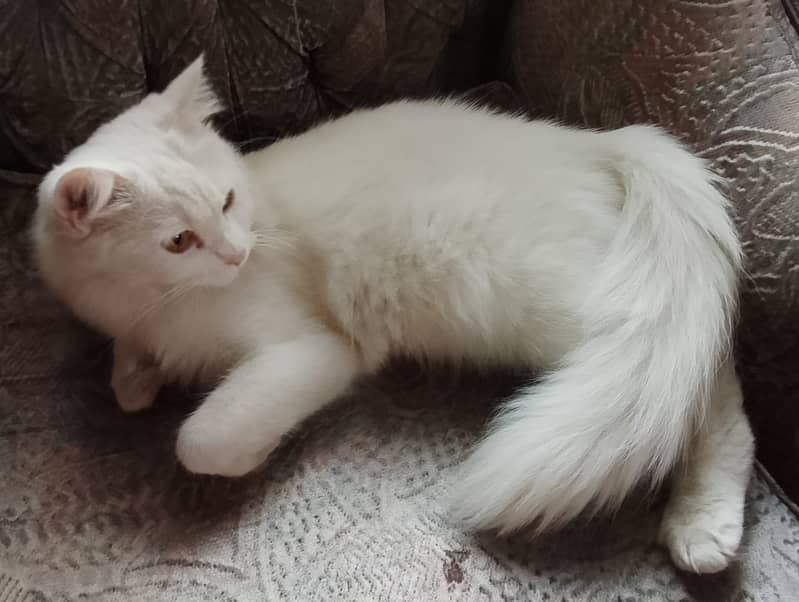 Turkish Angora White Cat/Turkish Female Cat - Cats - 1108372031