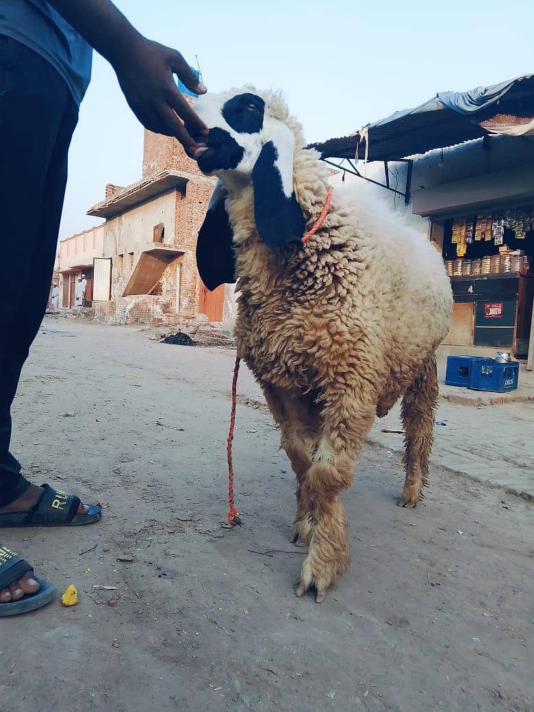 kajla/kheera/height 34 ich/age 7 month - Goats - 1107966886