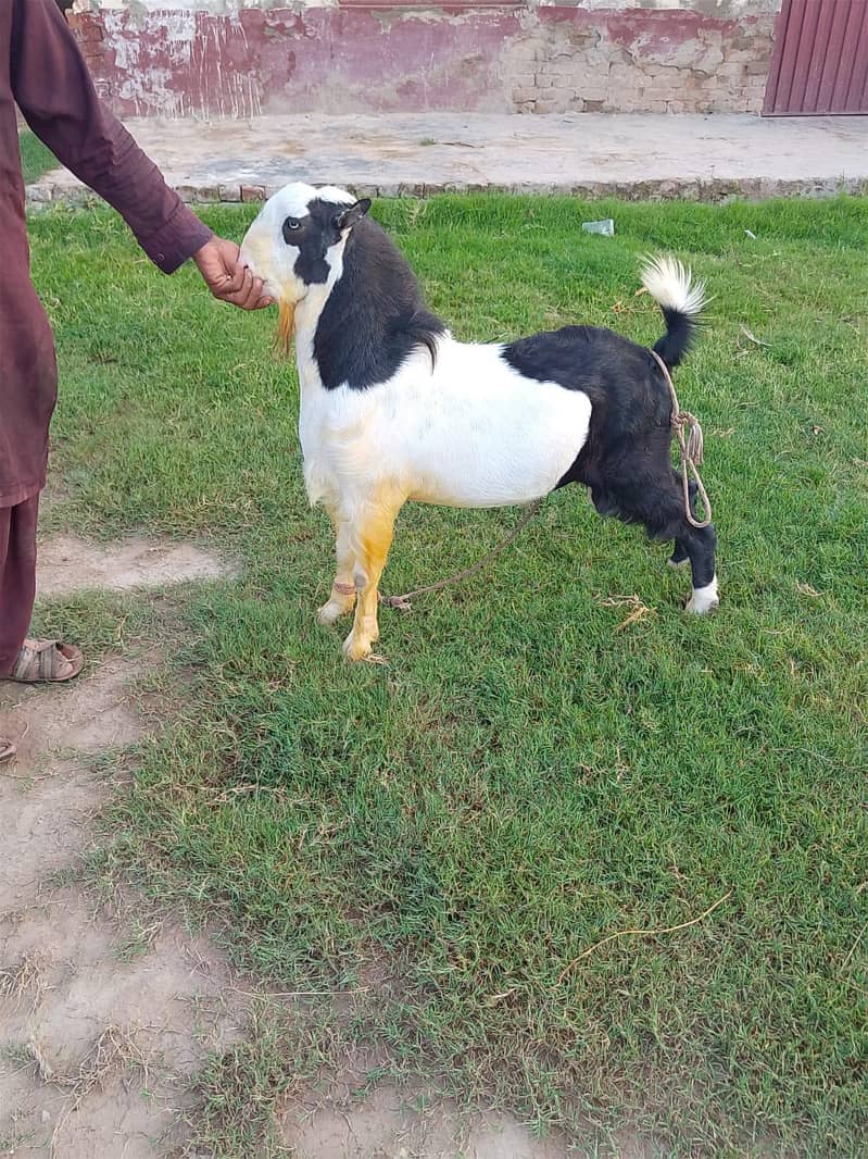 Teeda Breeder Abluck - Goats - 1108385835