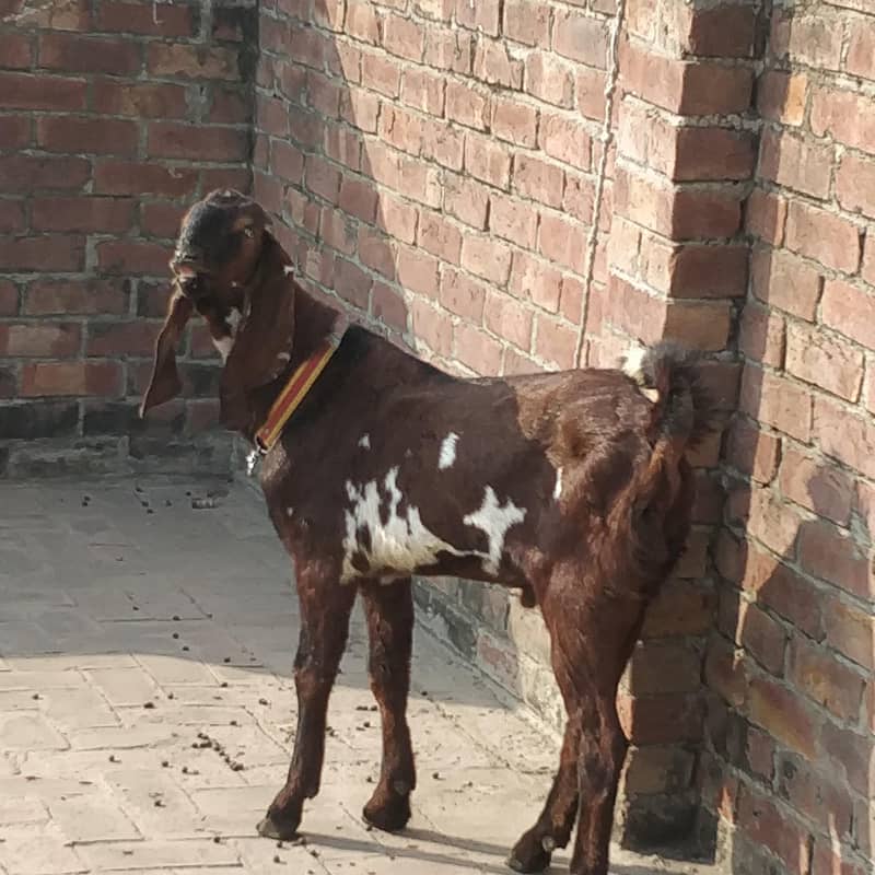 Nagra Goat | Male\ Female Goat | Pure Healthy Goats | Beetal Goat ...