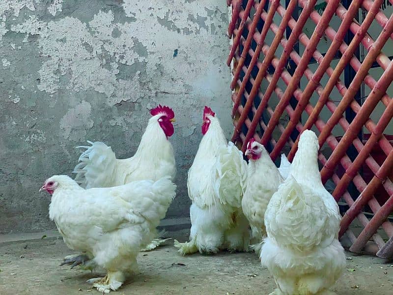 Fancy Hen chicks Brahma,Polish,Heavy Buff,Sebright,Sussex,Silky,RIR ...