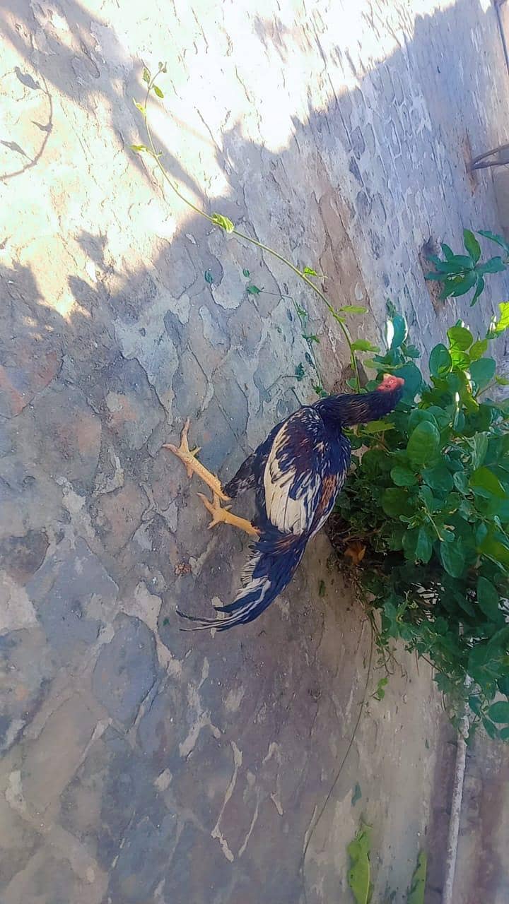 3 pic 15000 hun gy 2 murgy 1 murgi - Hens - 1108397638