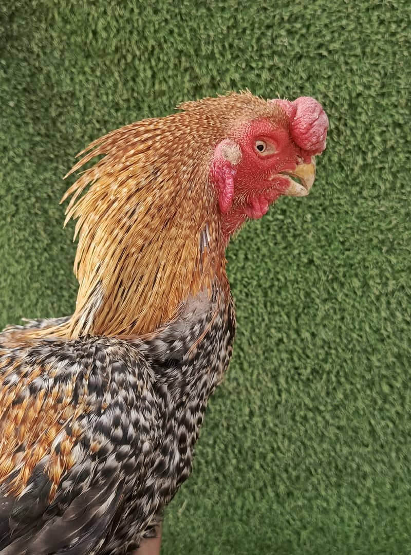 parrot beak | long tail | breeder pair | aseel shamoo - Hens - 1108399726