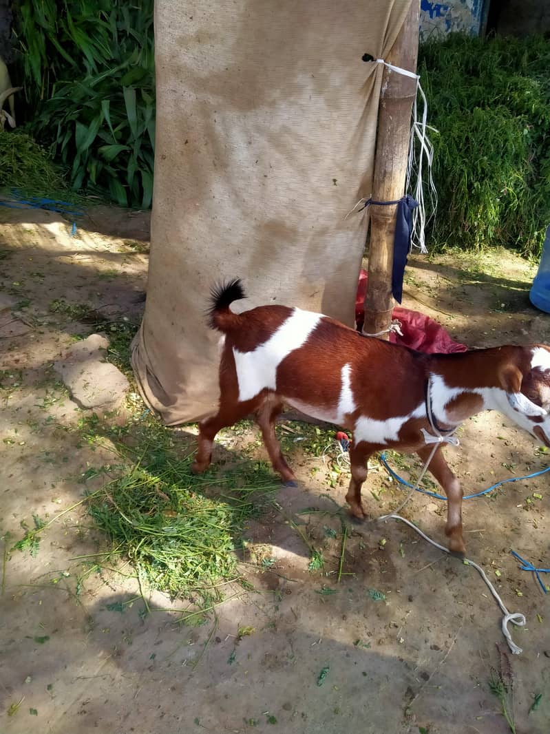 teddy goats - Goats - 1108401790