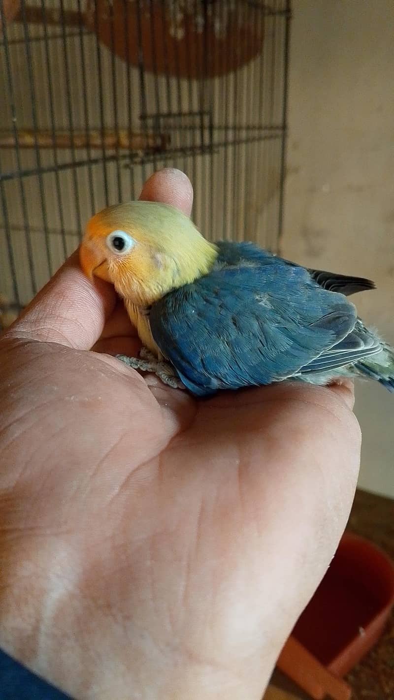 love birds or cocktail chicks available read full ad plz - Parrots ...