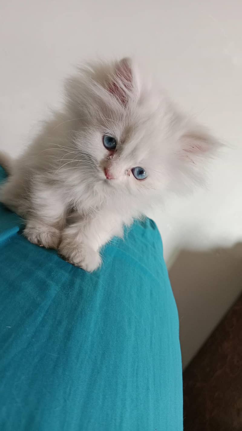 Triple coated blue eyes persian kittens - Cats - 1108433555