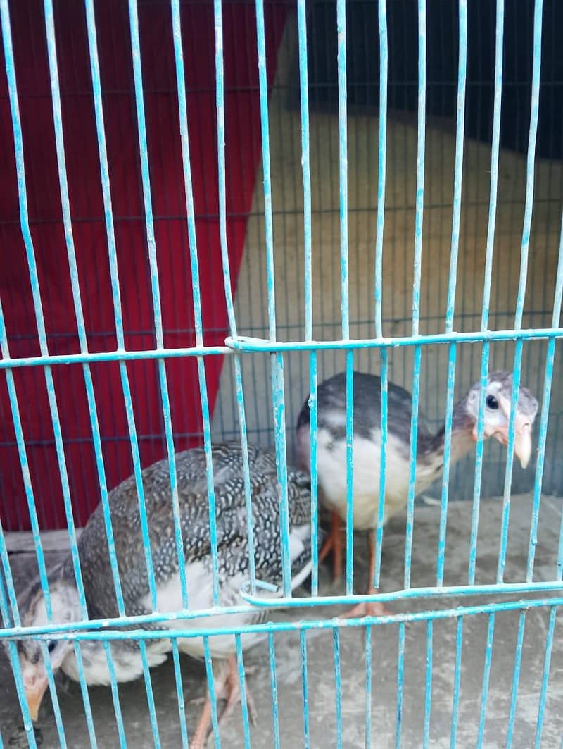 Cheni morgi hai jaga nhi hai isliye sell kar Raha Hun - Other Birds ...