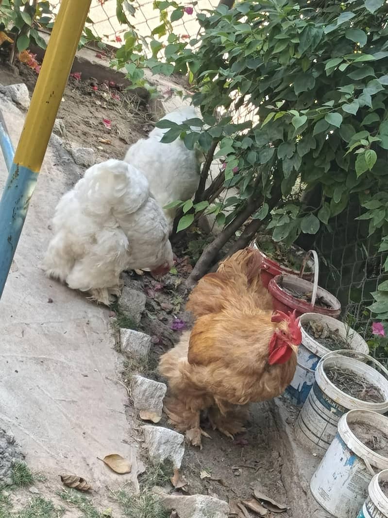 golden buff male white buff females - Hens - 1108435194