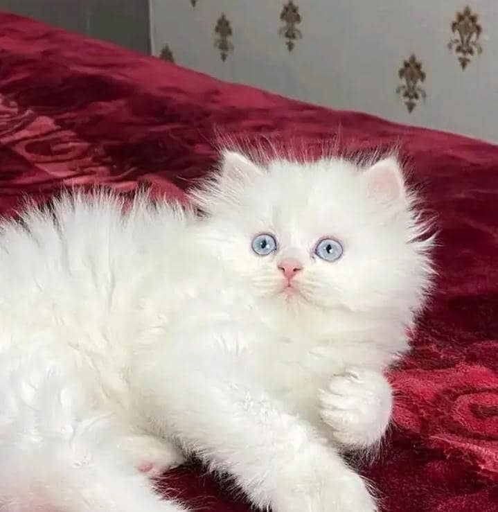 Persian | Persian Cat | Punch Face Persian 03290364327 - Cats - 1108436917