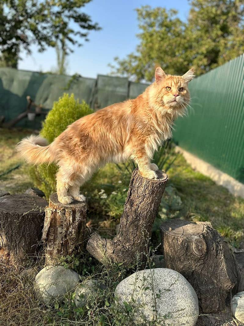 Imported Maine Coon cats available for booking - Cats - 1108440683