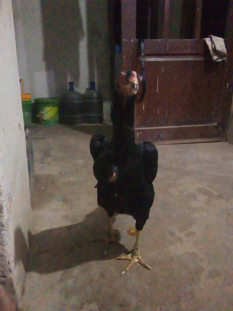 home pets is available - Hens - 1108442324