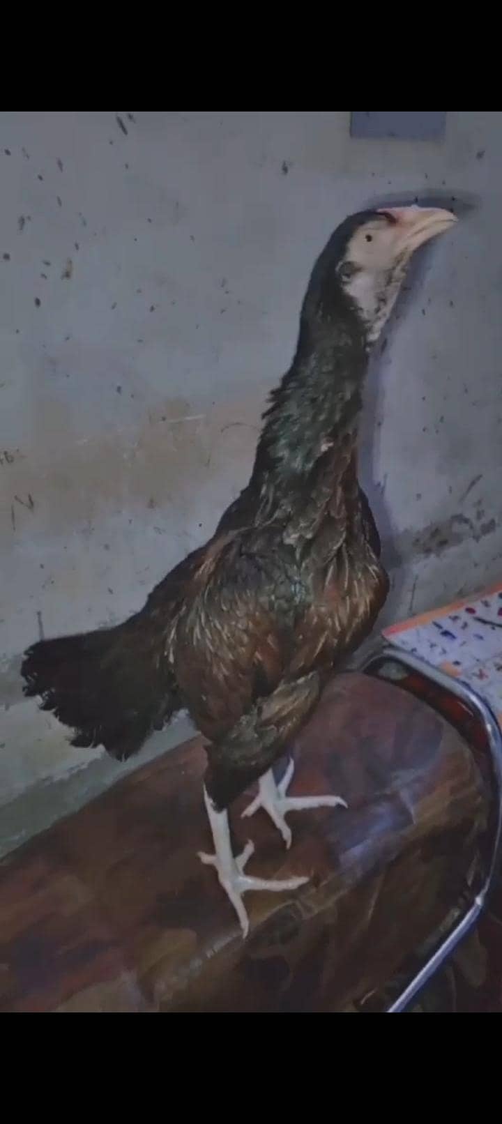 white shamo chicks. . . Other Aseel male . . female - Hens - 1108445227