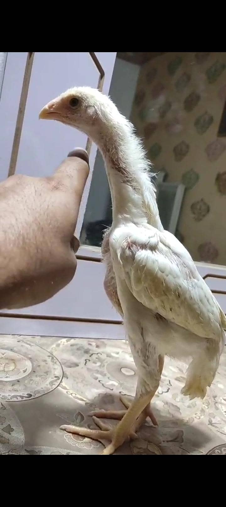 white shamo chicks. . . Other Aseel male . . female - Hens - 1108445227