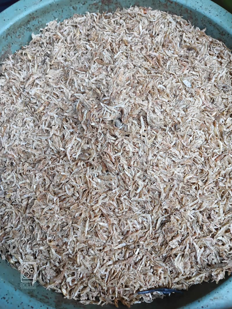 Dry prown - Parrots - 1108448662