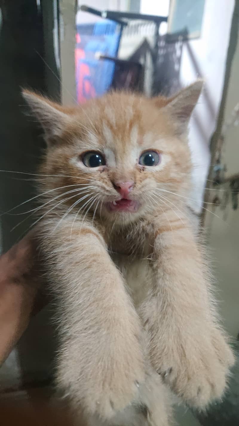 Cute cat - Cats - 1108451130