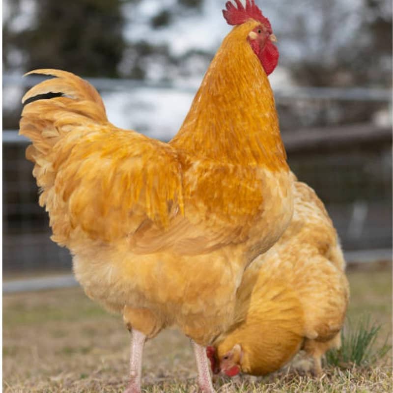 Golden Buff Fertile Eggs for sale - Fertile Eggs - 1108451709