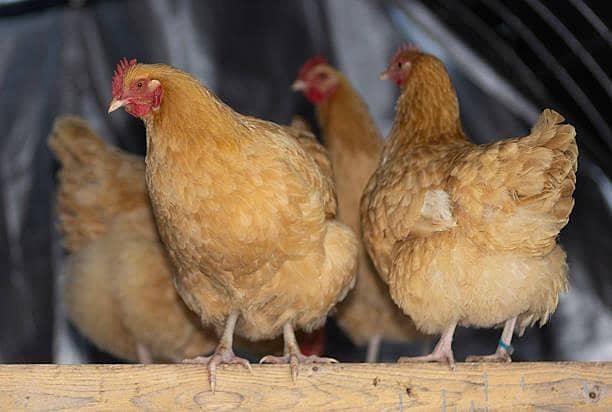 Golden Buff Fertile Eggs for sale - Fertile Eggs - 1108451709