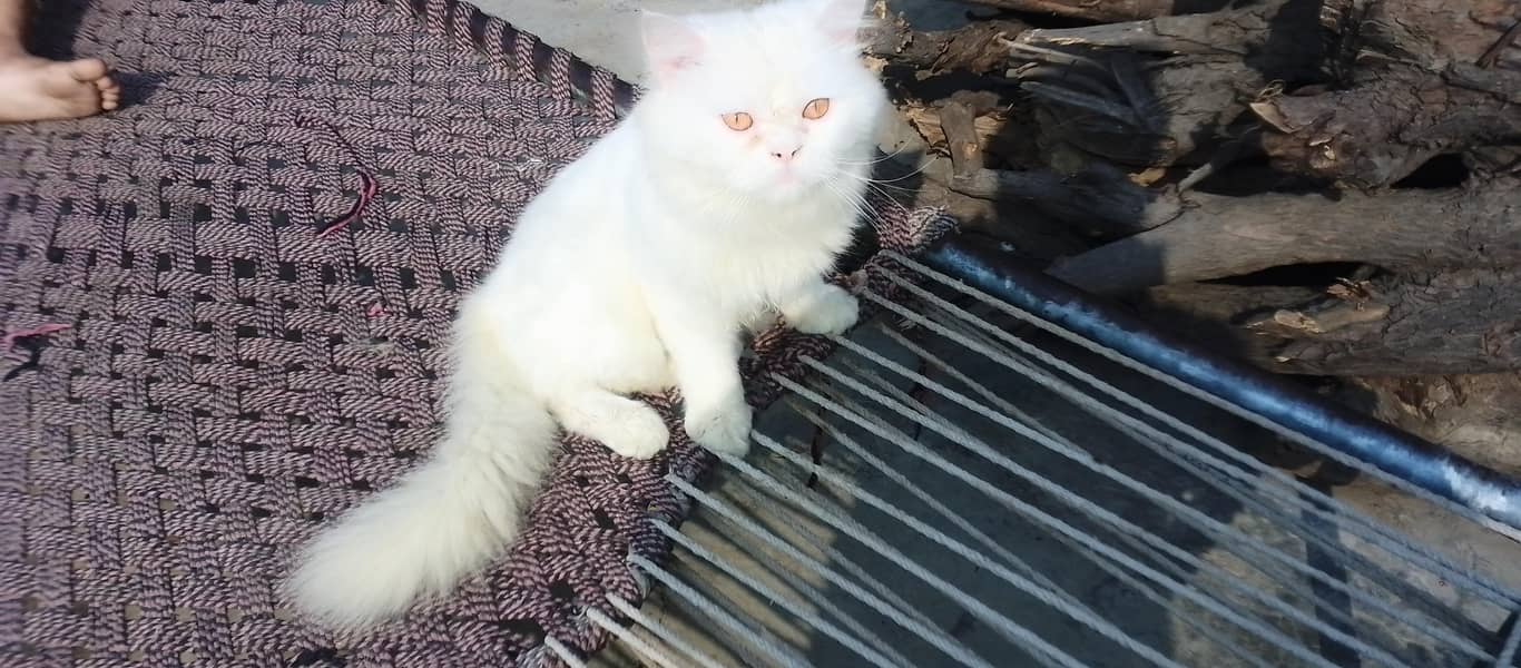 ghar ka ha bhut nice ha parsian cat - Cats - 1108453505