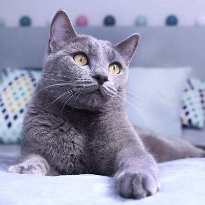 Russian blue cat for dale - Cats - 1108454074