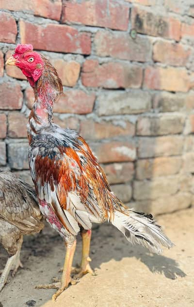 Sleta Aseel - Hens - 1108454740