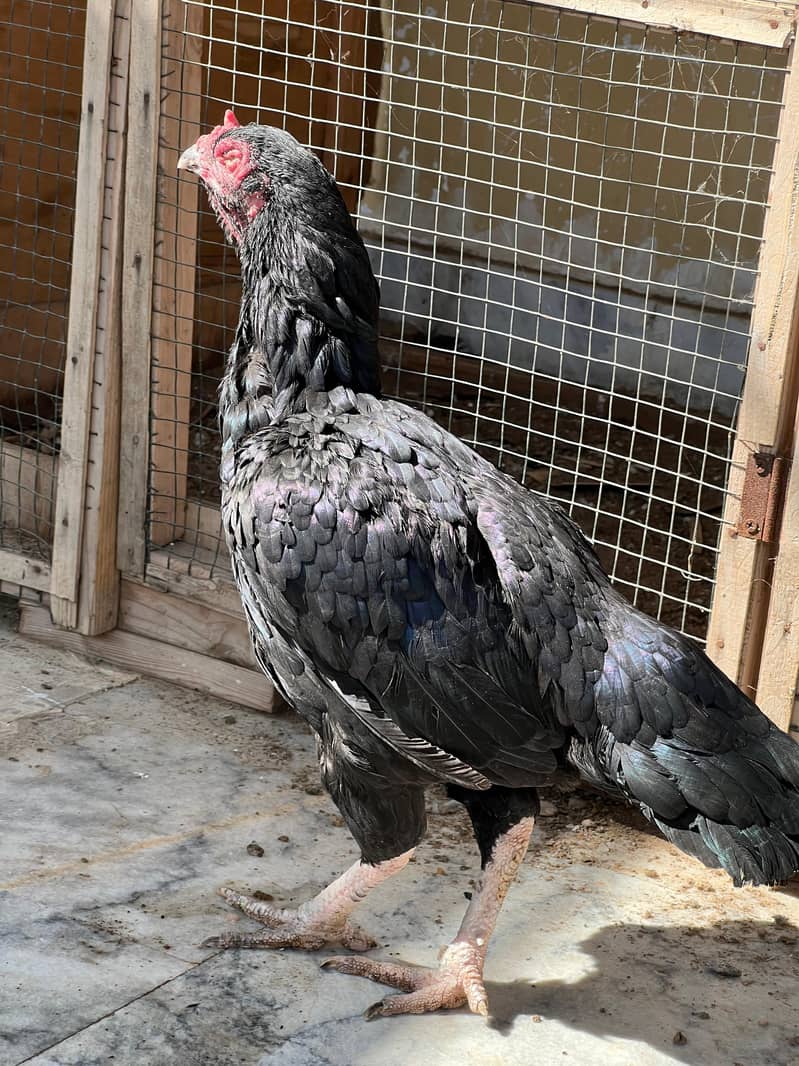high quality madiya for sale - Hens - 1108455848