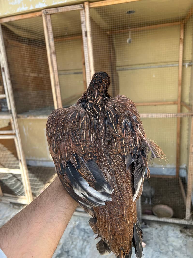 high quality madiya for sale - Hens - 1108455848