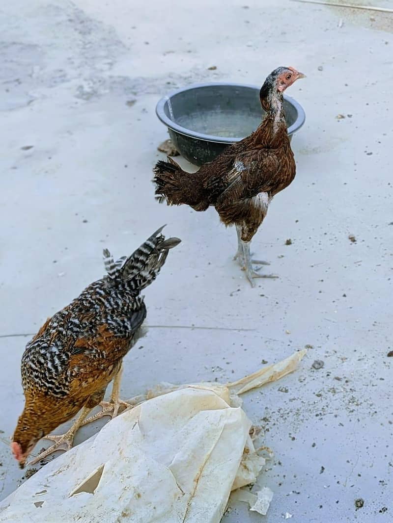 golden misri starter - Hens - 1108461133