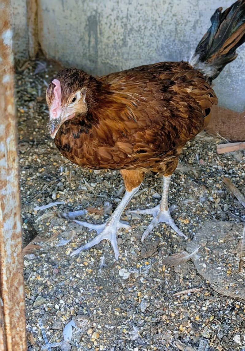 golden misri starter - Hens - 1108461133