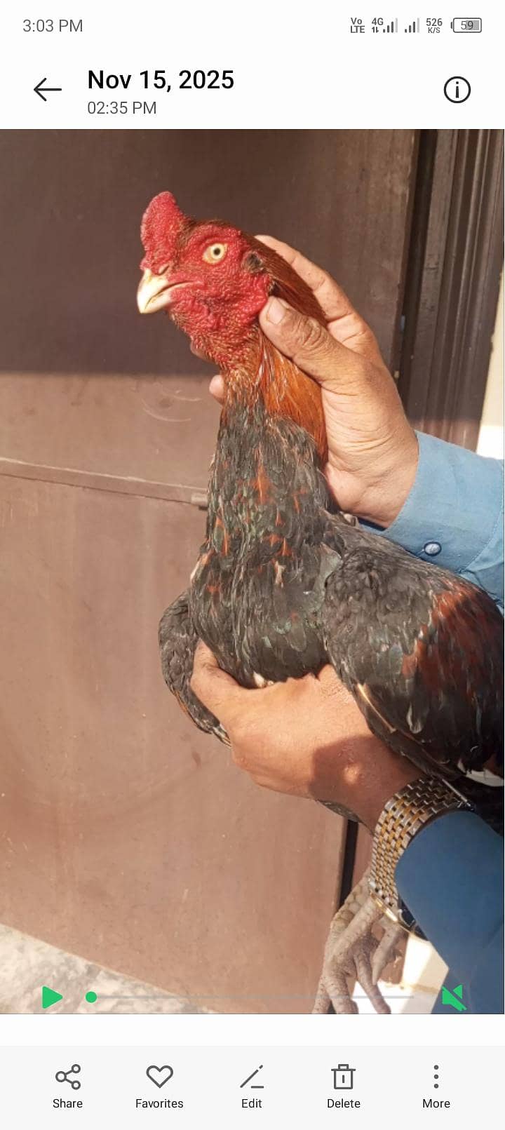 lakha mushka - Hens - 1108462114